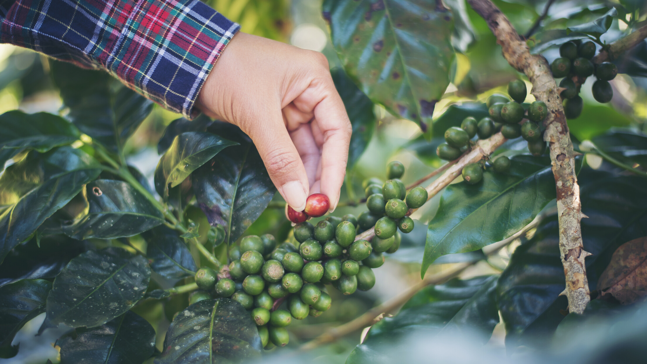Step 2 – Harvesting
